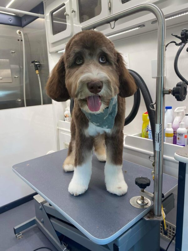 Home - Sudzy Paws: Mobile Dog Grooming in Braselton to Jefferson, GA